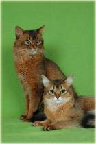 Ferox Somali Cattery, The Netherlands, Ruddy Somali Breeder